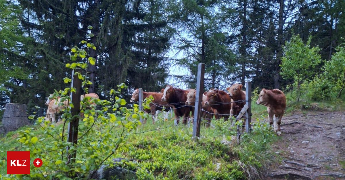 Kälber auf der Flucht: Wolfsangriff sorgte für Polizeieinsatz in Kärnten